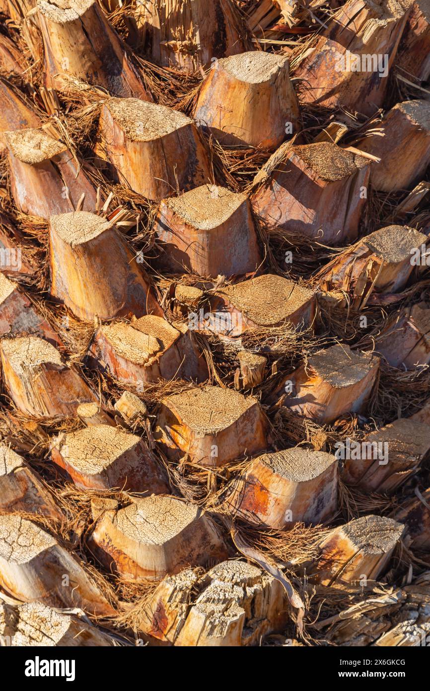 Cut branches on a palm tree trunk. Tropical palm bark close-up ...