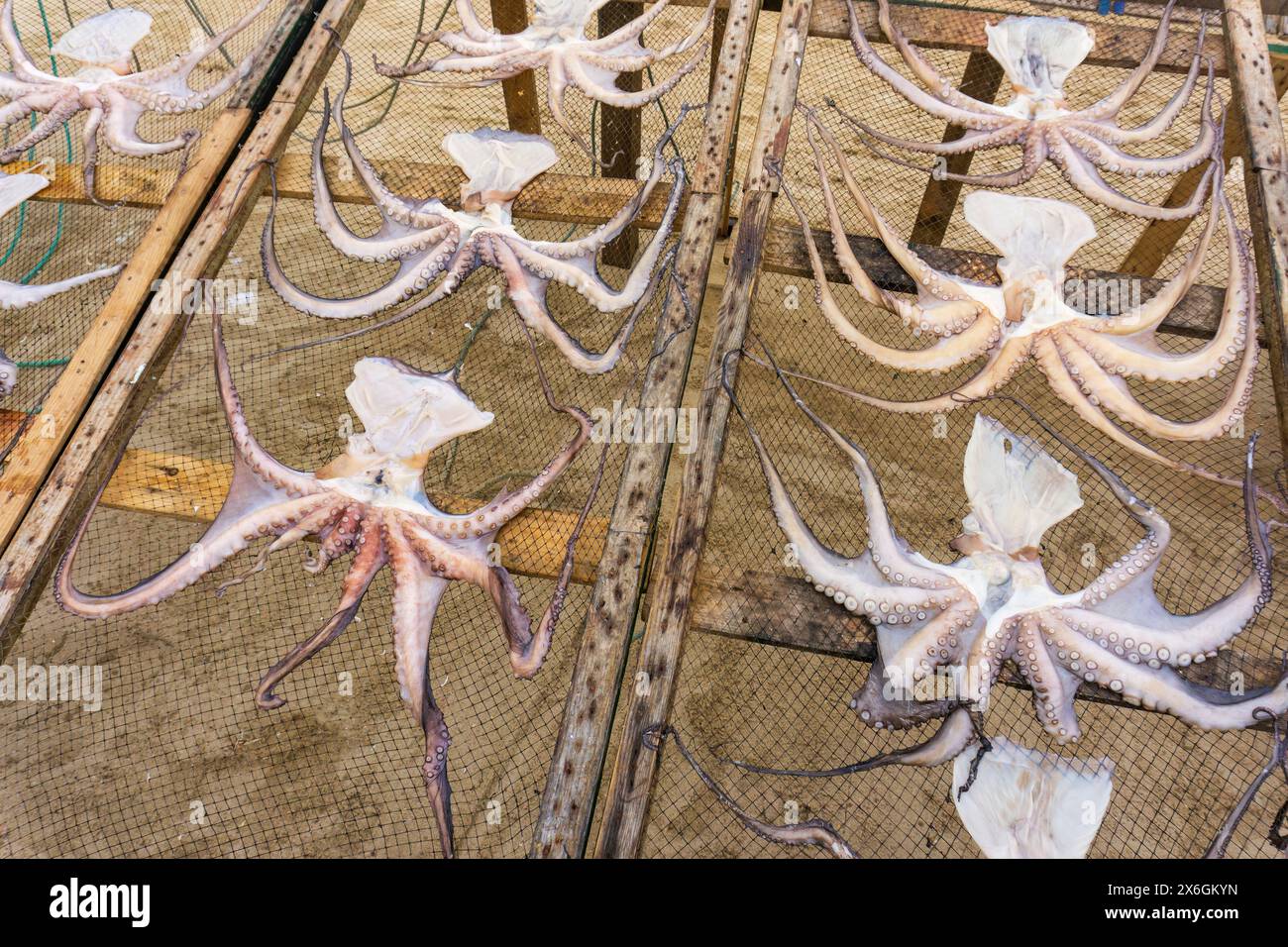 Octopuses dries on a net background Stock Photo - Alamy