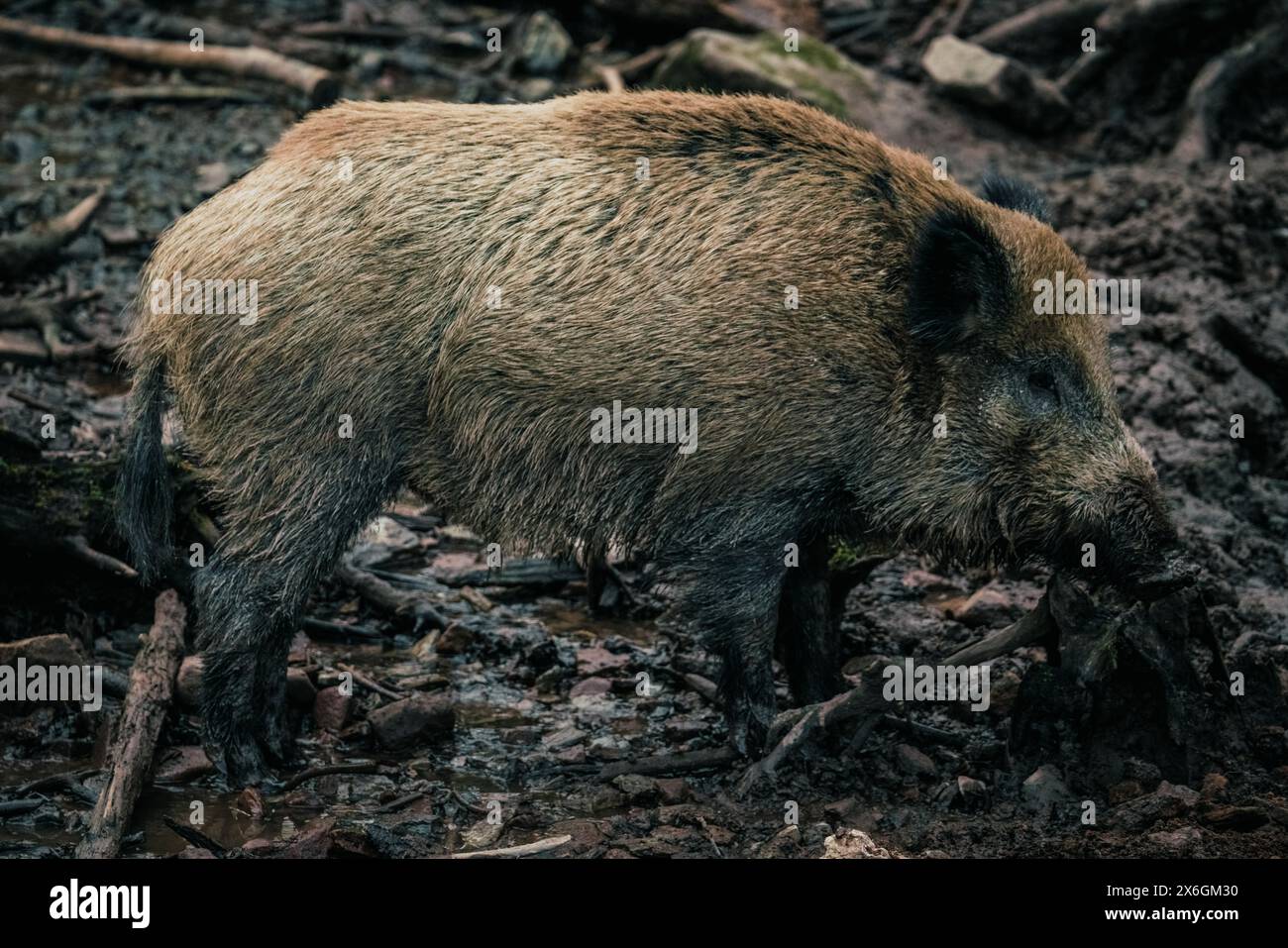 wild boar in the mud in the forest Stock Photo - Alamy