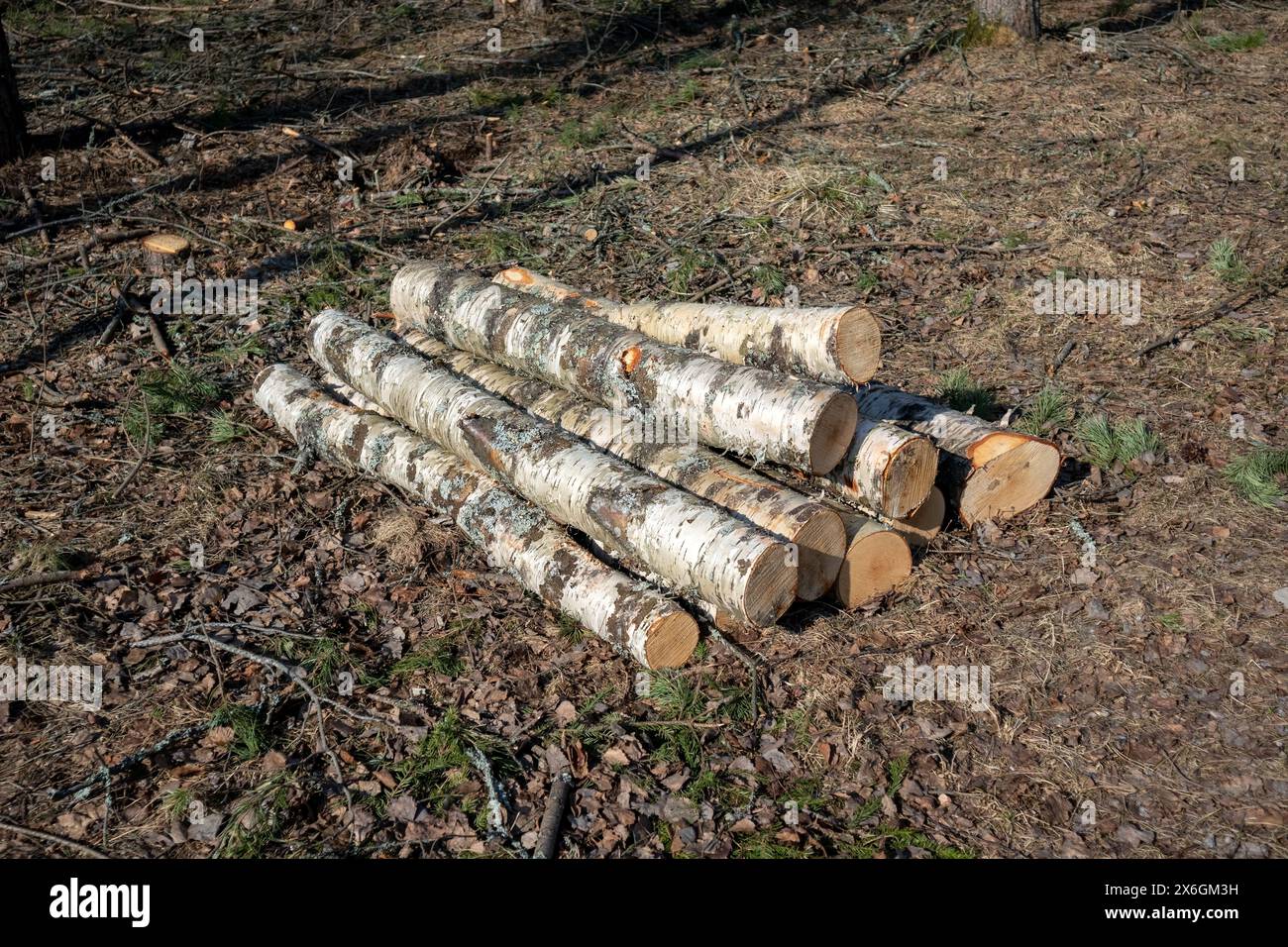 Birch tree bark harvest hi-res stock photography and images - Alamy