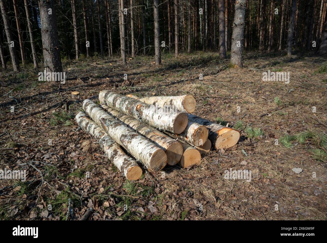 Birch tree bark harvest hi-res stock photography and images - Alamy