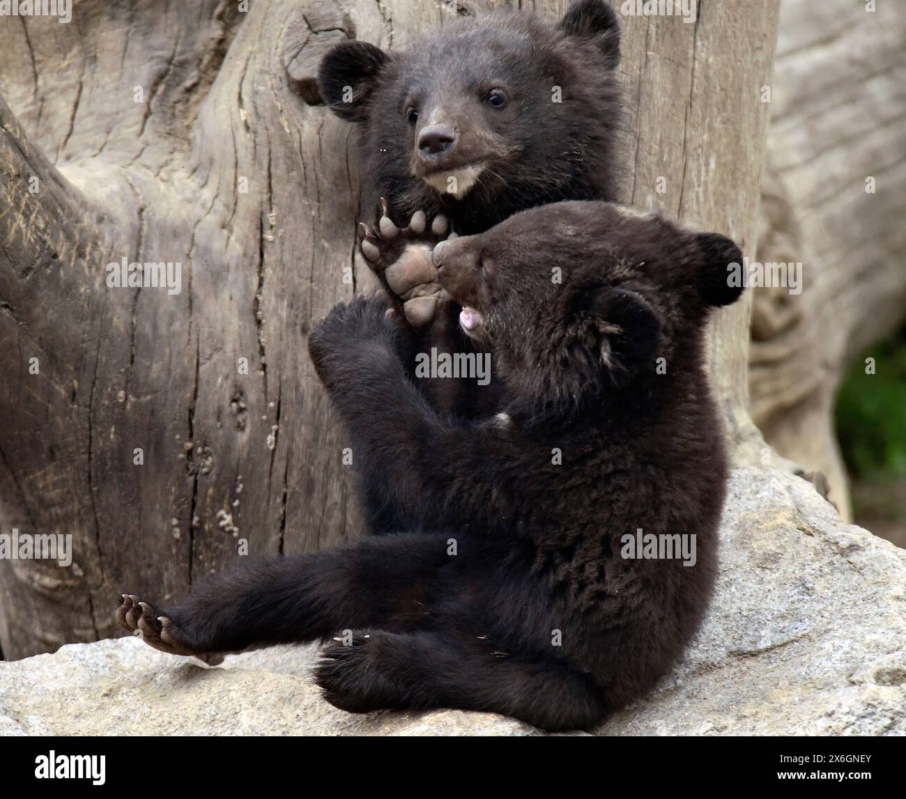 Himalayan bear cub hi-res stock photography and images - Alamy