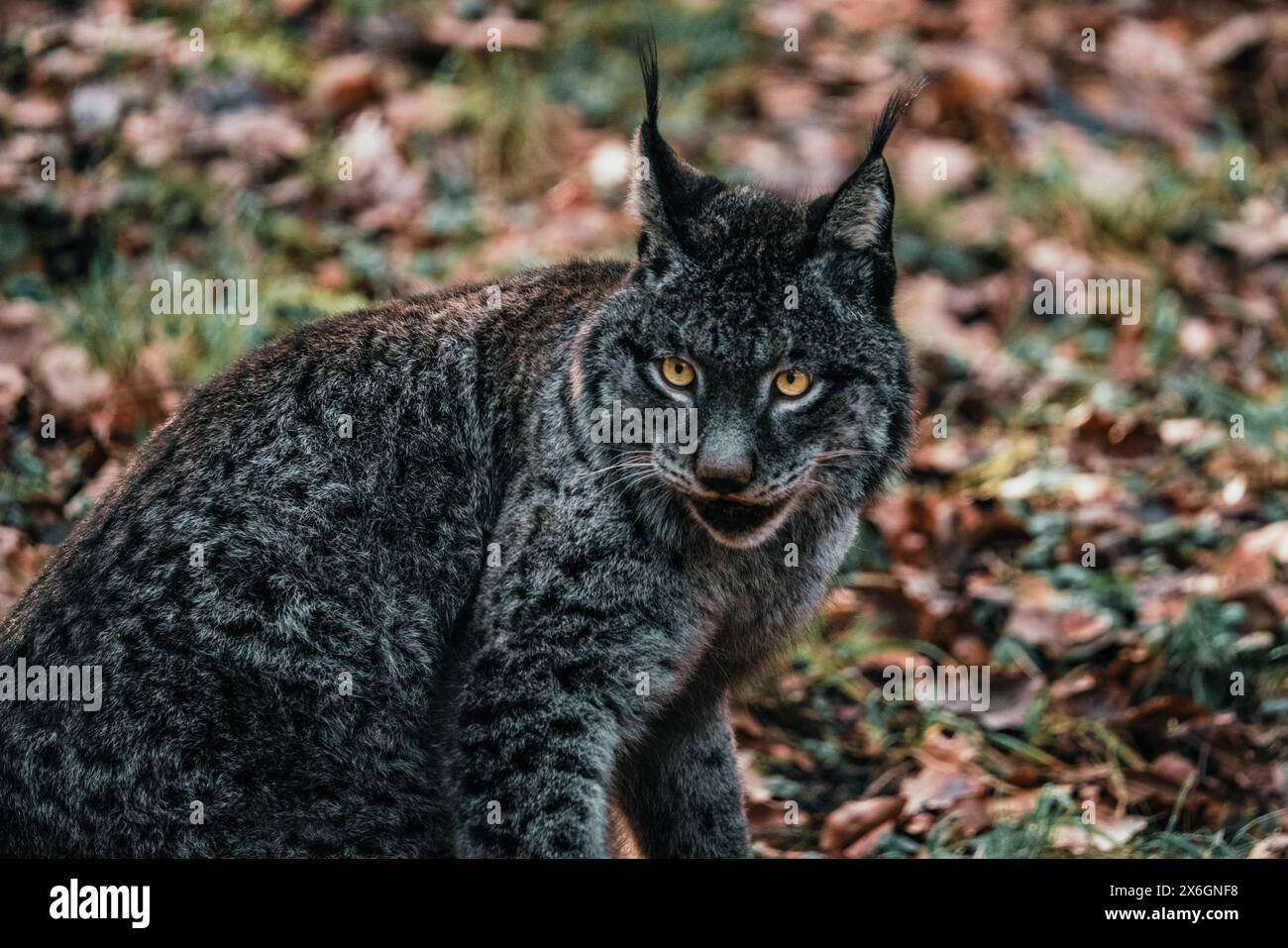 wildcat, lynx, lynxhead, cat, beautiful, wildlife, portrait, outdoor ...