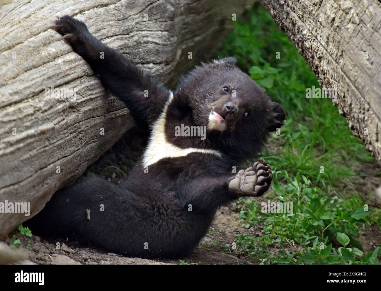 Himalayan bear cub hi-res stock photography and images - Alamy