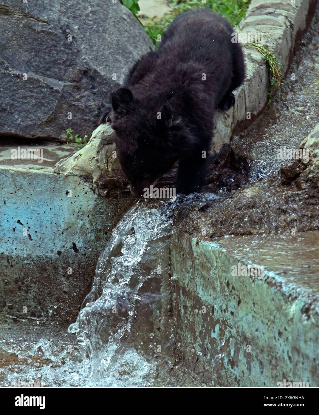 Himalayan bear cub hi-res stock photography and images - Alamy