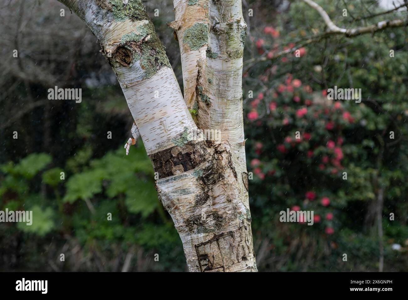 The distinctive bark on the trunk of a Silver Birch Betula pendula tree ...