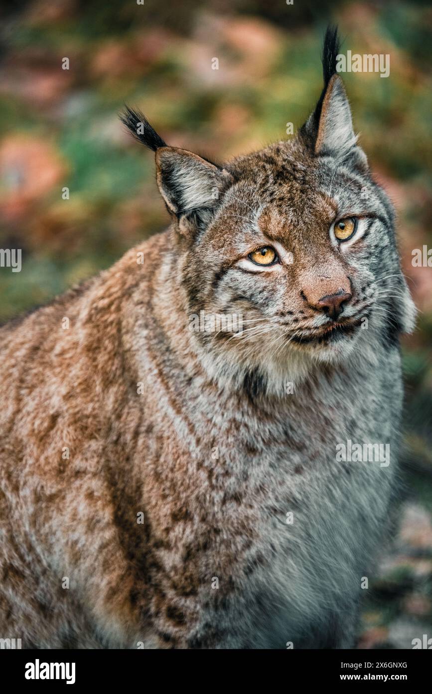 wildcat, lynx, lynxhead, cat, beautiful, wildlife, portrait, outdoor ...