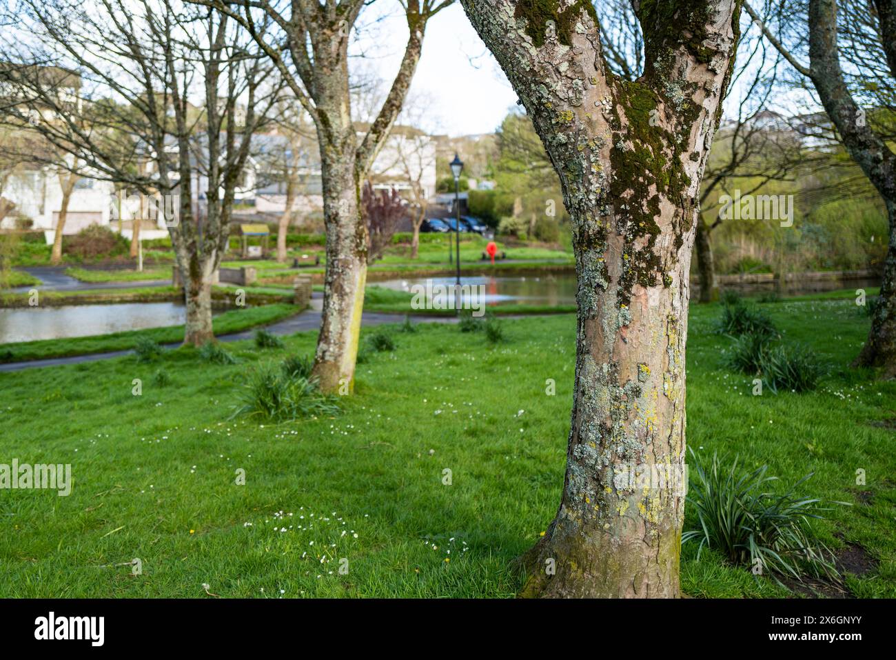 Trees in the historic Trenance Gardens in Newquay in Cornwall in the UK ...