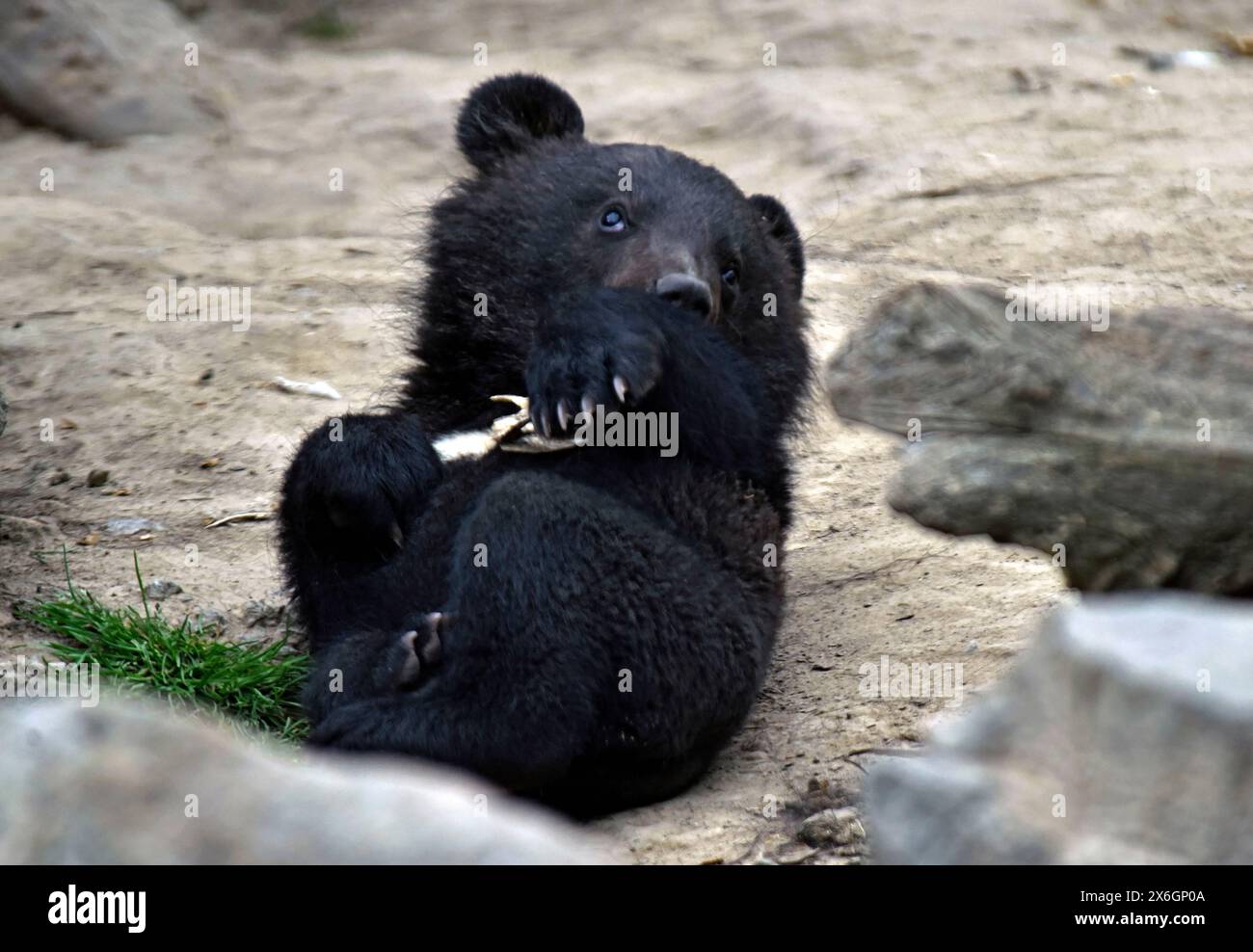 Himalayan bear cub hi-res stock photography and images - Alamy