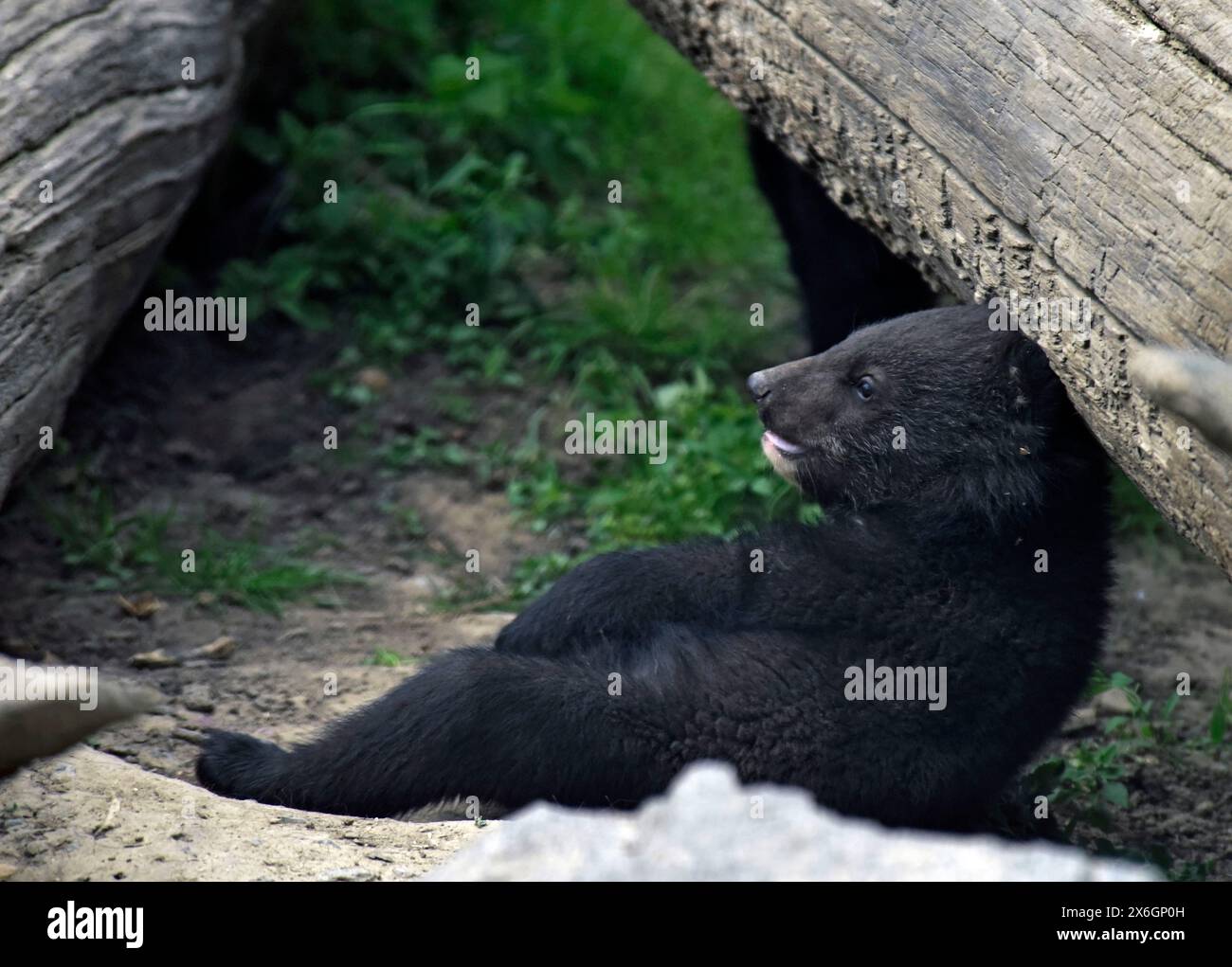 Non Exclusive: VINNYTSIA, UKRAINE - MAY 14, 2024 - A Himalayan bear cub ...