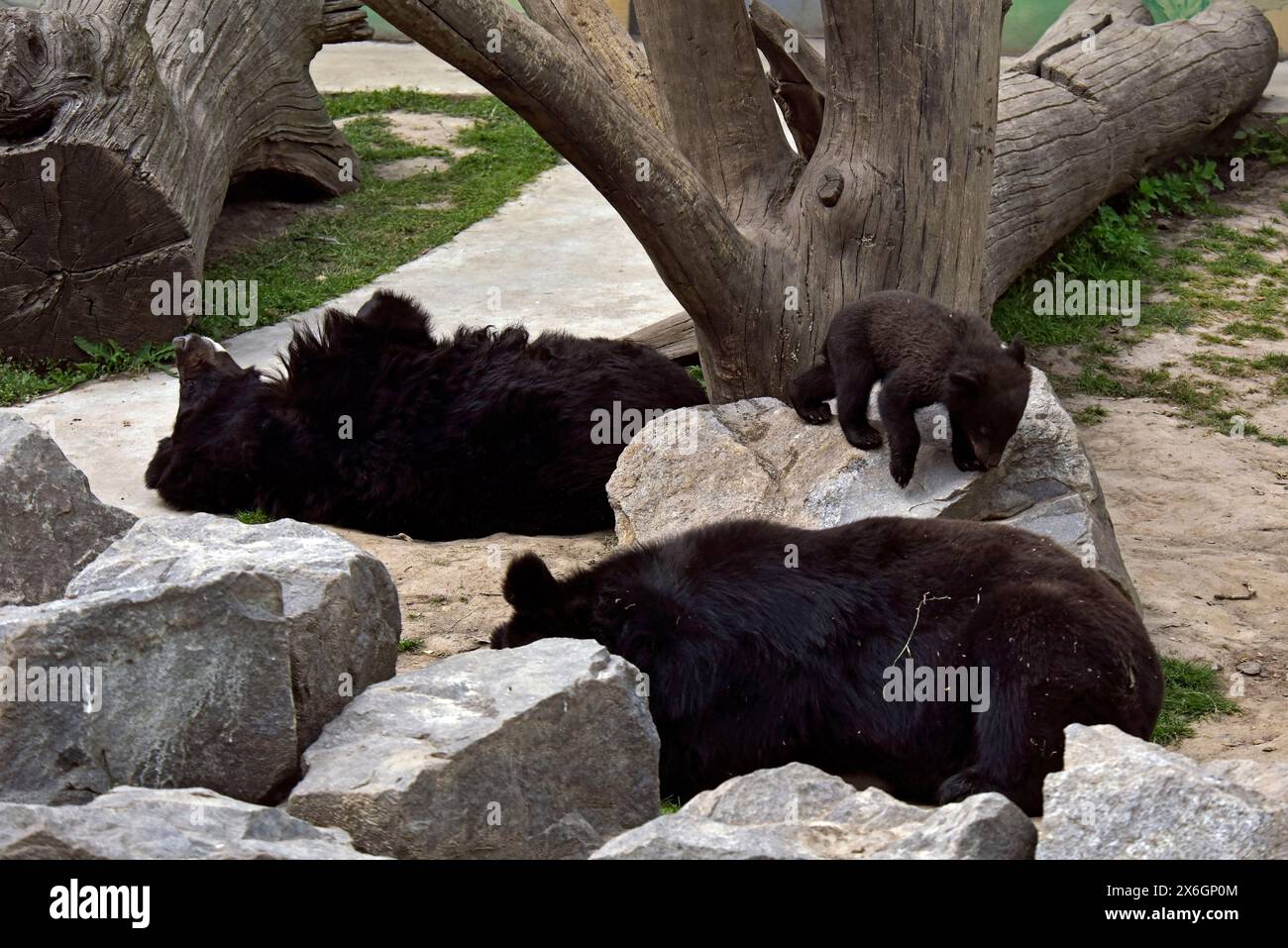 Non Exclusive: VINNYTSIA, UKRAINE - MAY 14, 2024 - Himalayan bears with ...