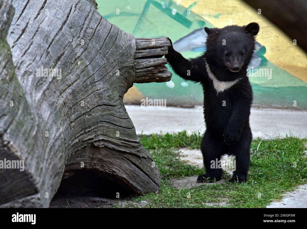 Non Exclusive: VINNYTSIA, UKRAINE - MAY 14, 2024 - A Himalayan bear cub ...