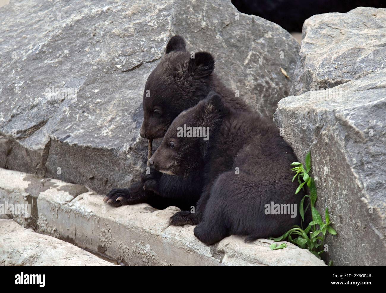 Non Exclusive: VINNYTSIA, UKRAINE - MAY 14, 2024 - Himalayan bear cubs ...