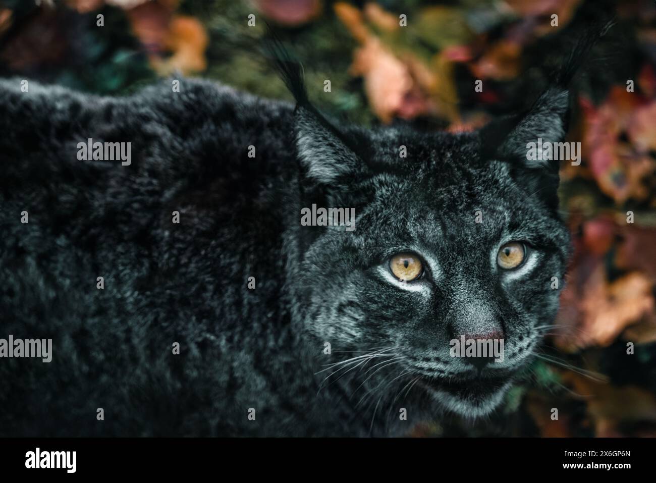 wildcat, lynx, lynxhead, cat, beautiful, wildlife, portrait, outdoor ...