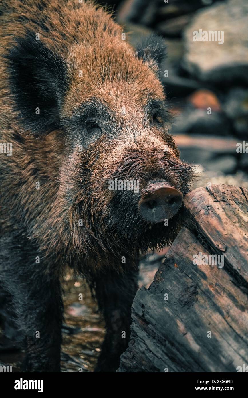 wild boar in the mud in the forest Stock Photo - Alamy