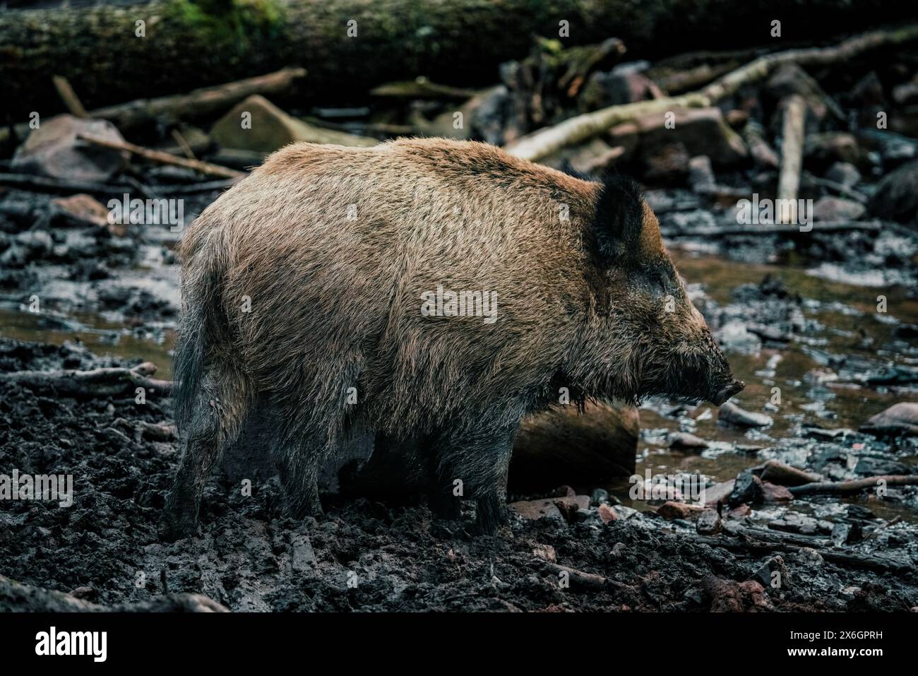 Plague of wild boar hi-res stock photography and images - Alamy