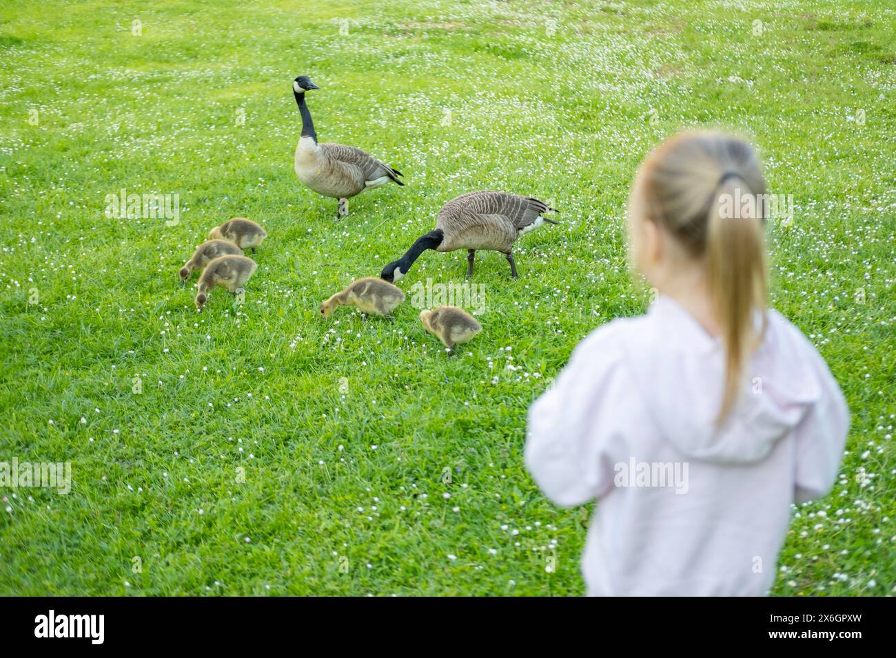 child watching with interest Goslings Canada goose, Brant canadian on ...