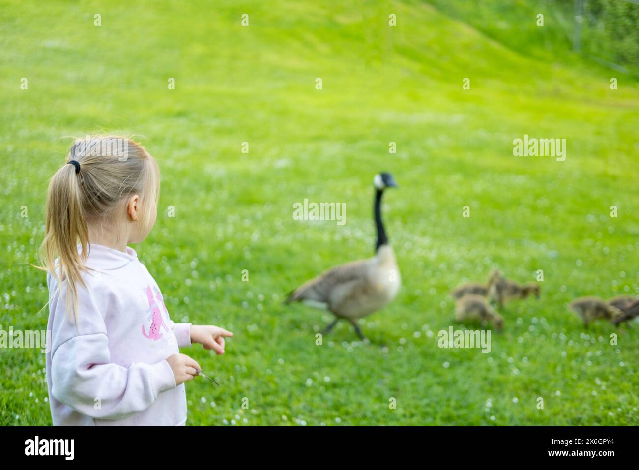 child watching with interest Goslings Canada goose, Brant canadian on ...