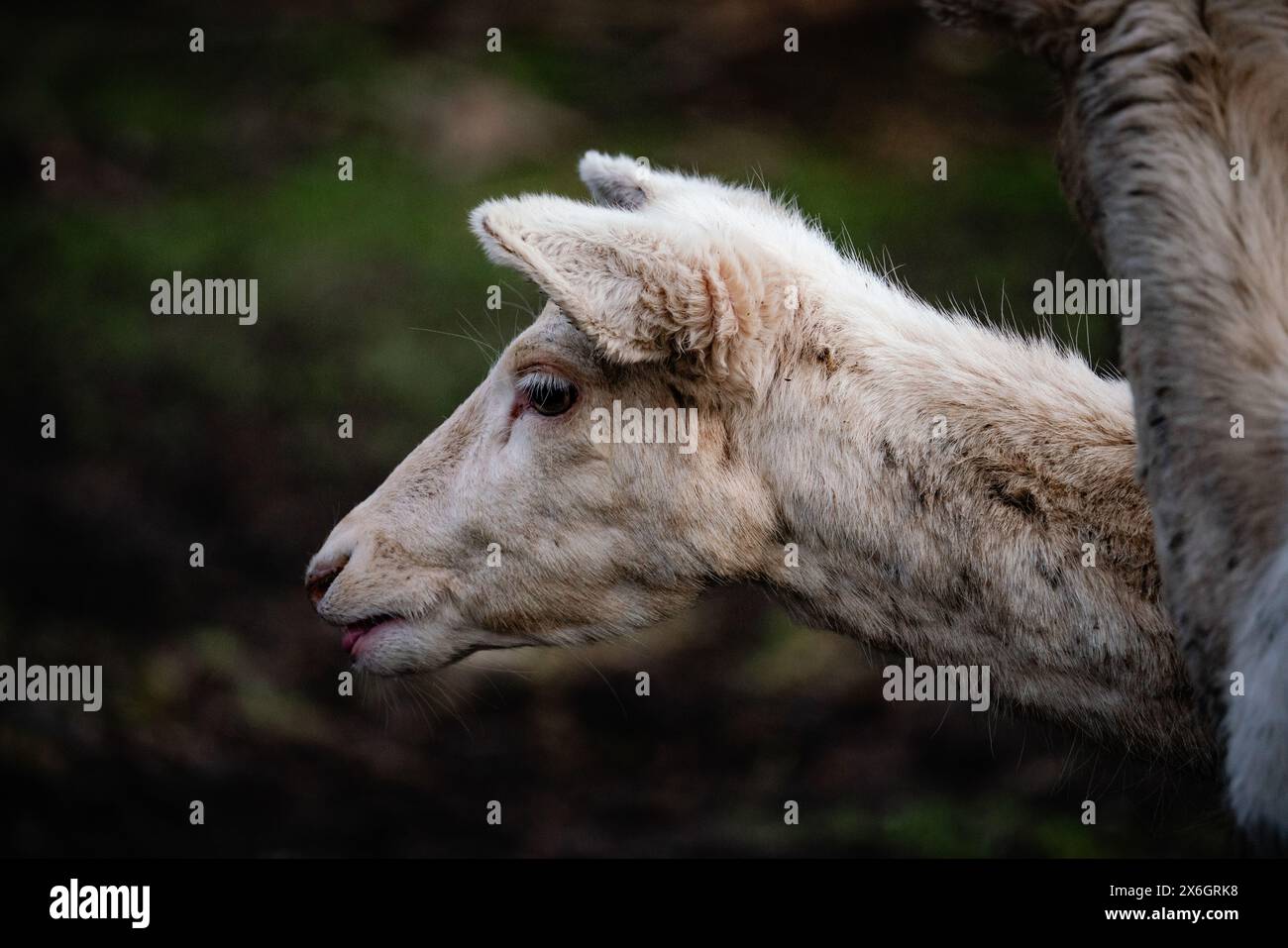 deer, sheep, wild anmimal, mufflin Stock Photo - Alamy