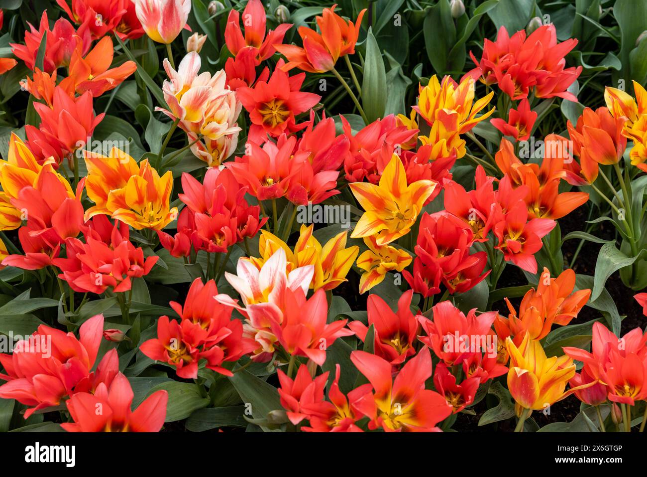 Tulip called Fun Colours mix. Glorious mix consists of the tulip ...