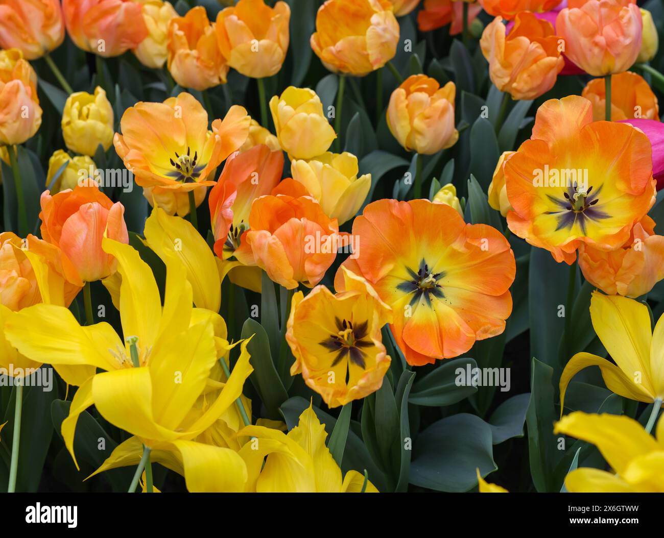 Yellow and orange tulip called Daydream. Darwinhybrid group. Tulips are ...