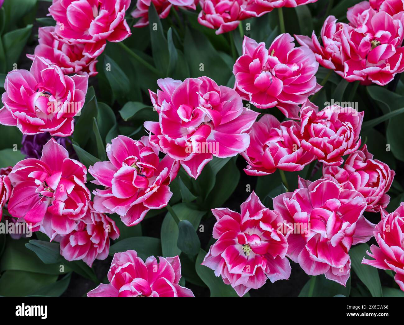 White and pink tulip called Colombus. Double Early group. Tulips are ...