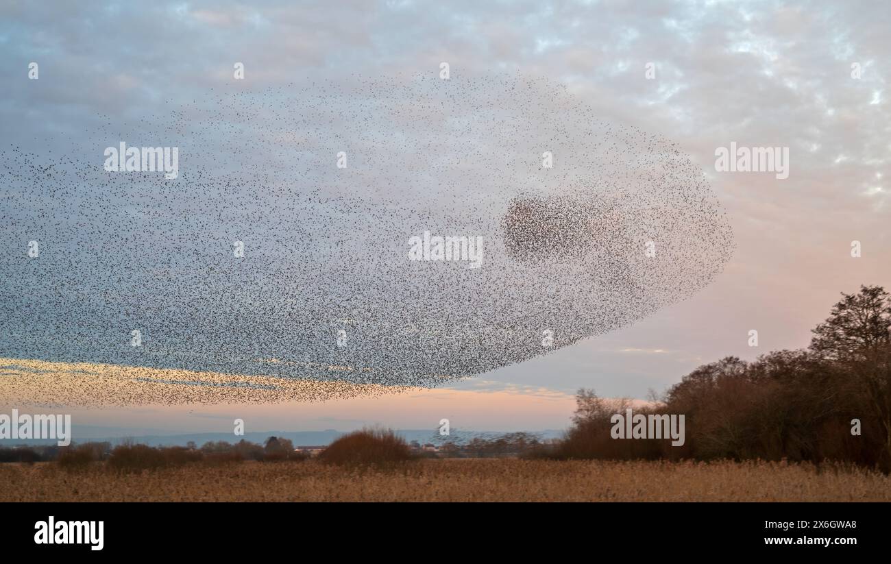 A spectacular evening starling murmuration at Shapwick Heath Nature ...
