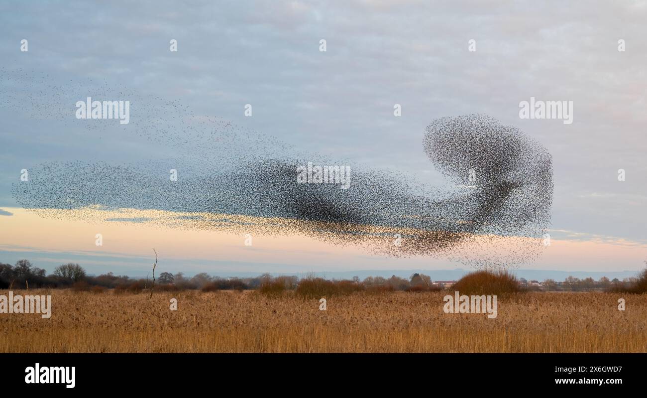 A spectacular evening starling murmuration at Shapwick Heath Nature ...