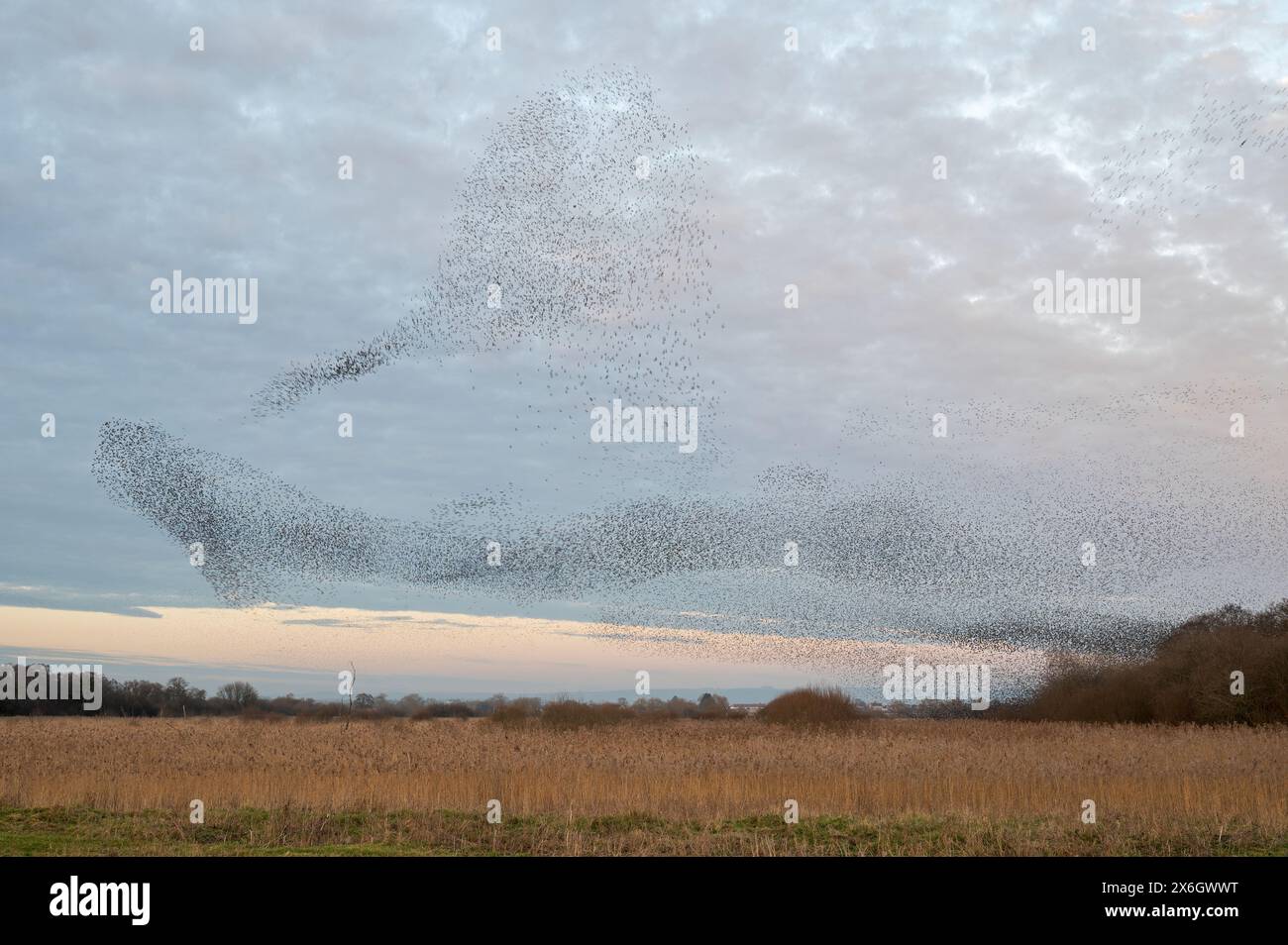 A spectacular evening starling murmuration at Shapwick Heath Nature ...