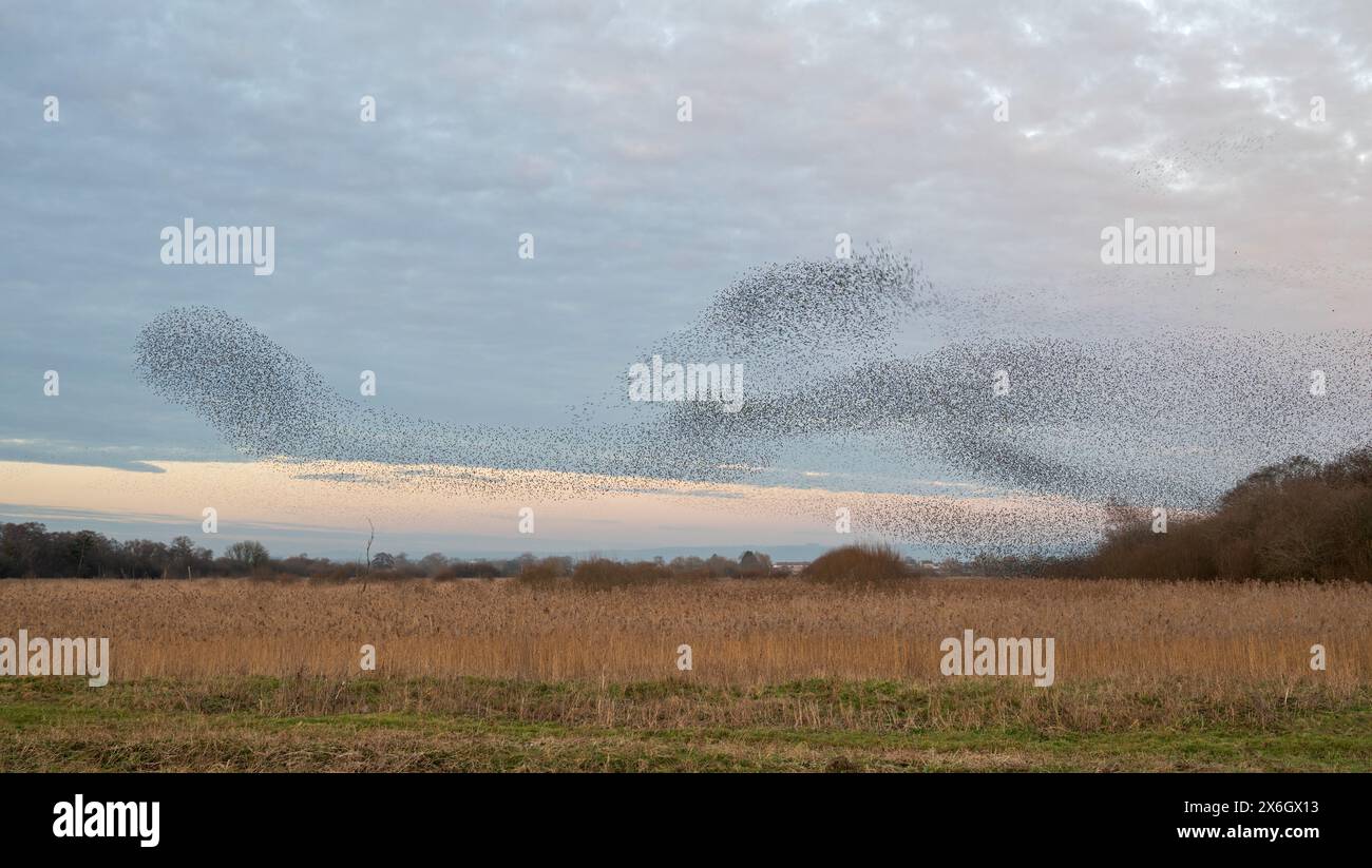 A spectacular evening starling murmuration at Shapwick Heath Nature ...