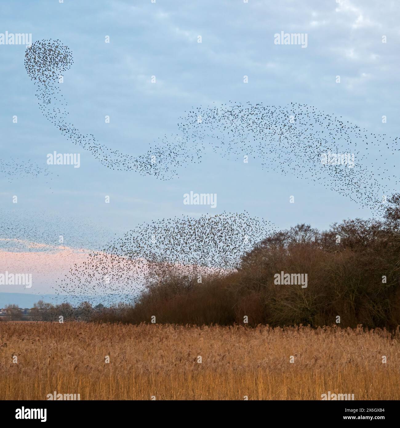 A spectacular evening starling murmuration at Shapwick Heath Nature ...