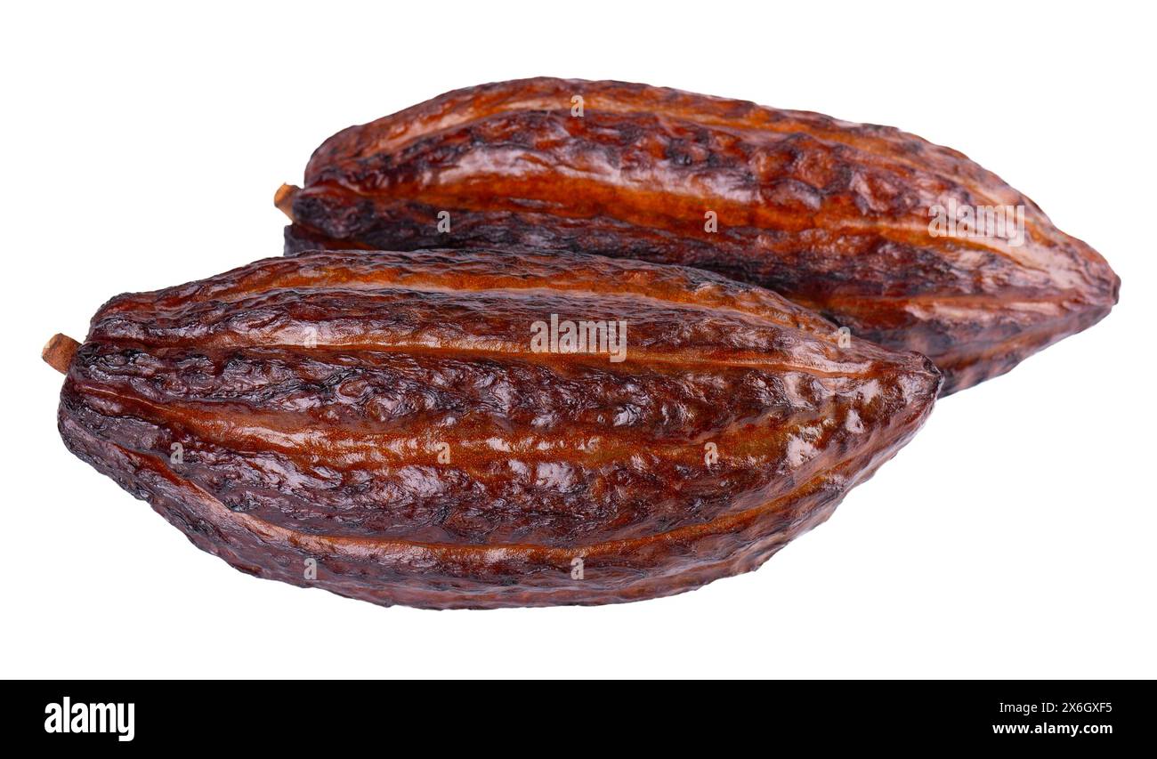 Fresh cacao fruits isolated on white background. Dark red cocoa pods ...