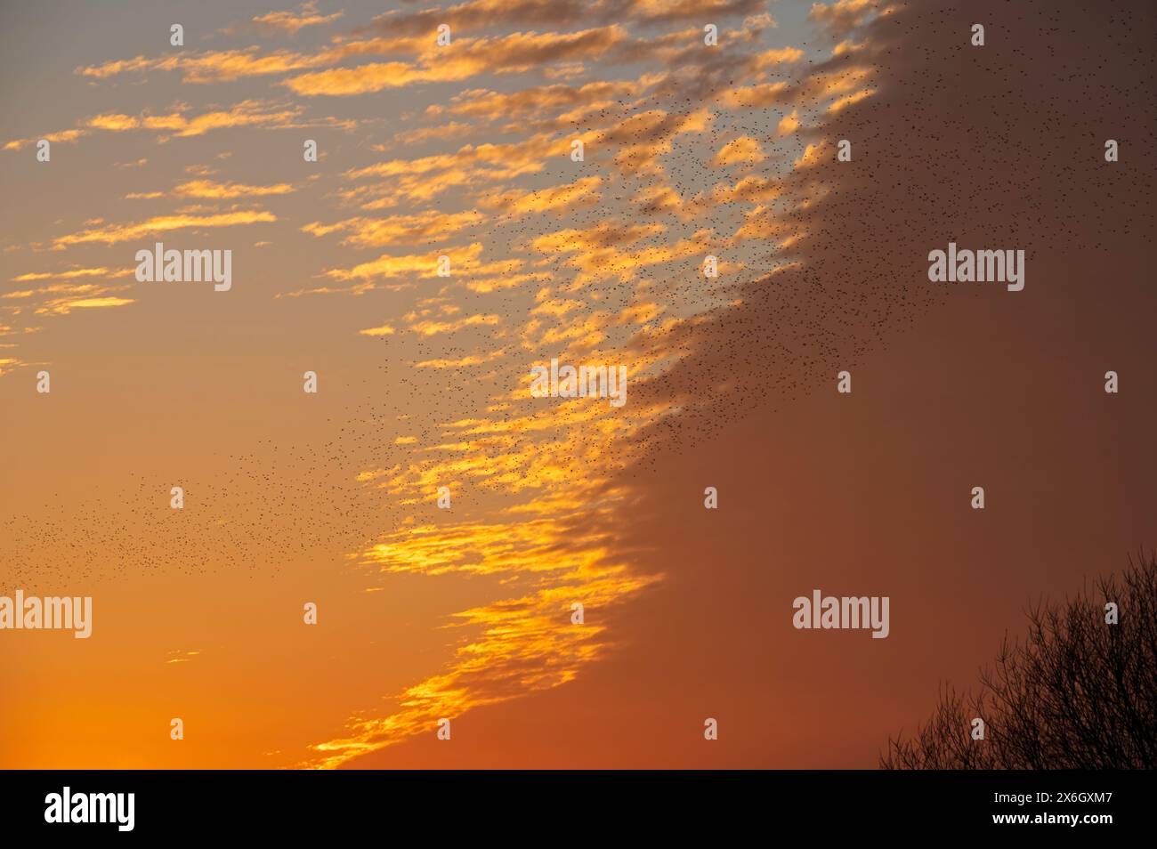 A spectacular evening starling murmuration at Shapwick Heath Nature ...