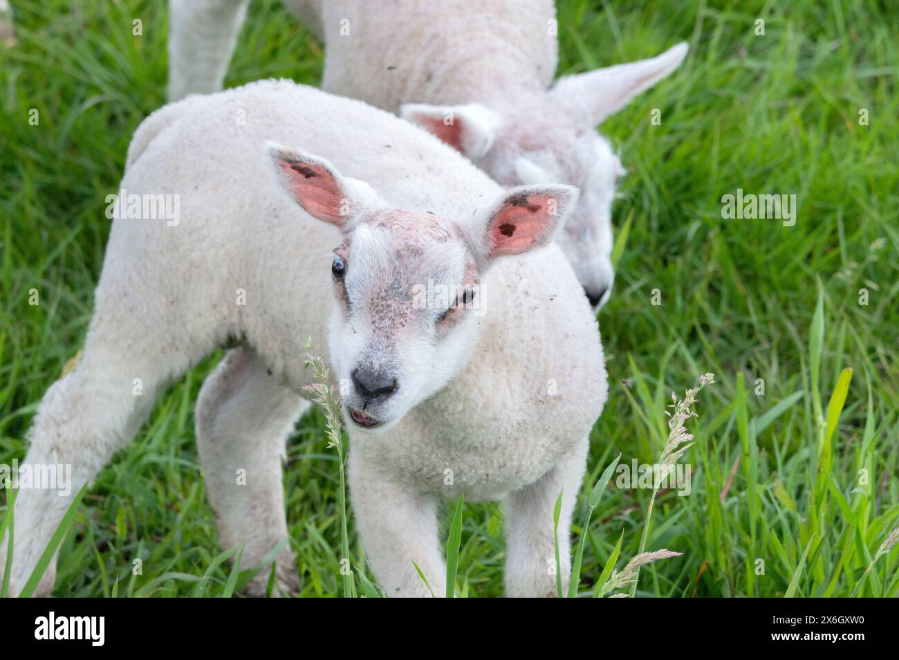 Two Small Lambs At Abcoude The Netherlands 5-5-2025 Stock Photo - Alamy