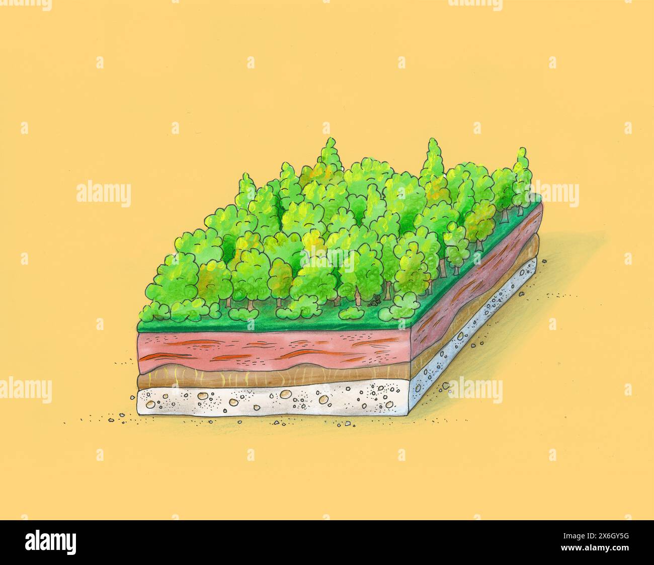 Tree cross section drawing hi-res stock photography and images - Alamy