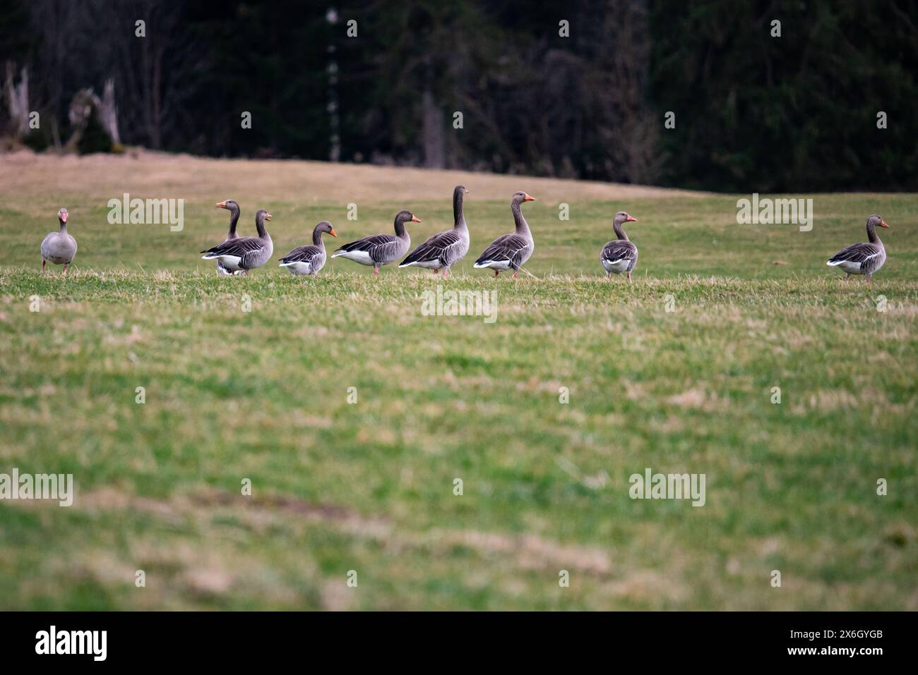 goose, geese, meadow, ducks, duck, birds, animals, grass, bird, animal ...