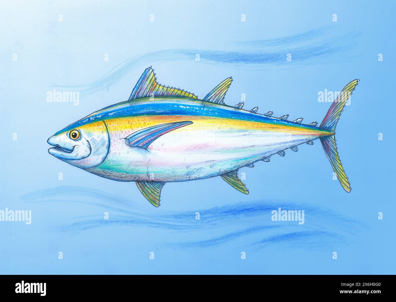 Cartoon fish drawing hi-res stock photography and images - Alamy