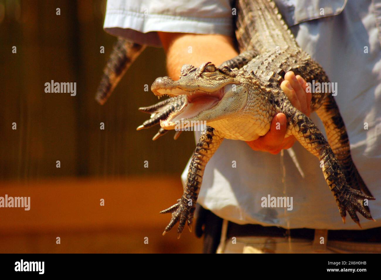 A juvenile alligator displays its sharp teeth with its mouth open in ...