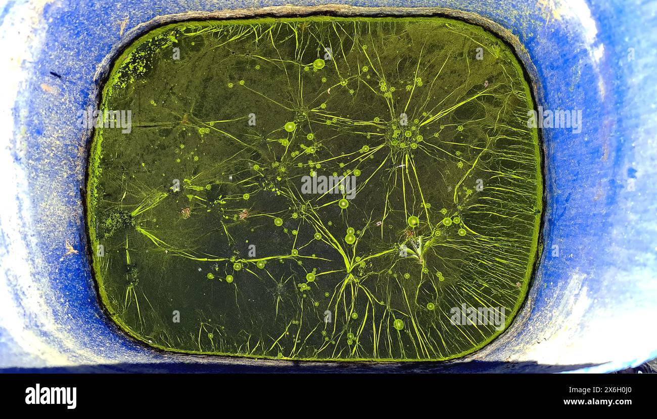 Strange looking artistic frozen light green garden planktonic algae ...