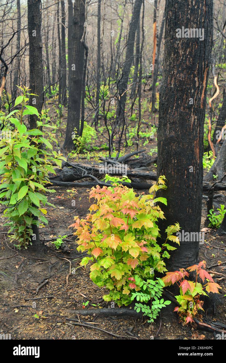 Following a devastating forest fire, new trees begin the grow from the ...