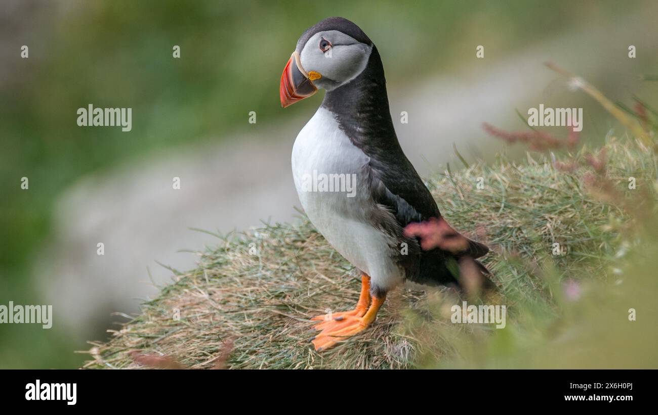 North Atlantic puffins at Faroe island, Mykines during wildlife bird ...