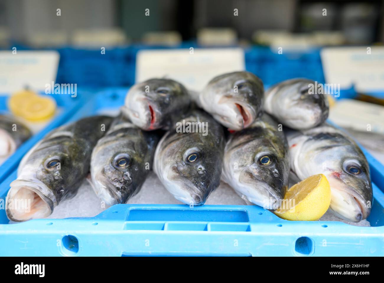 Sea bass fish hi-res stock photography and images - Alamy