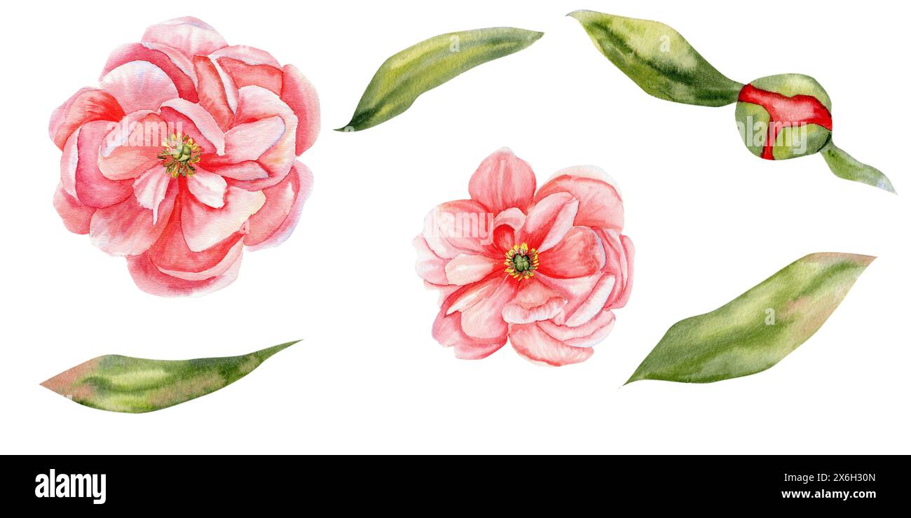 Pink blooming peony flower with green leaves and bud watercolor set ...