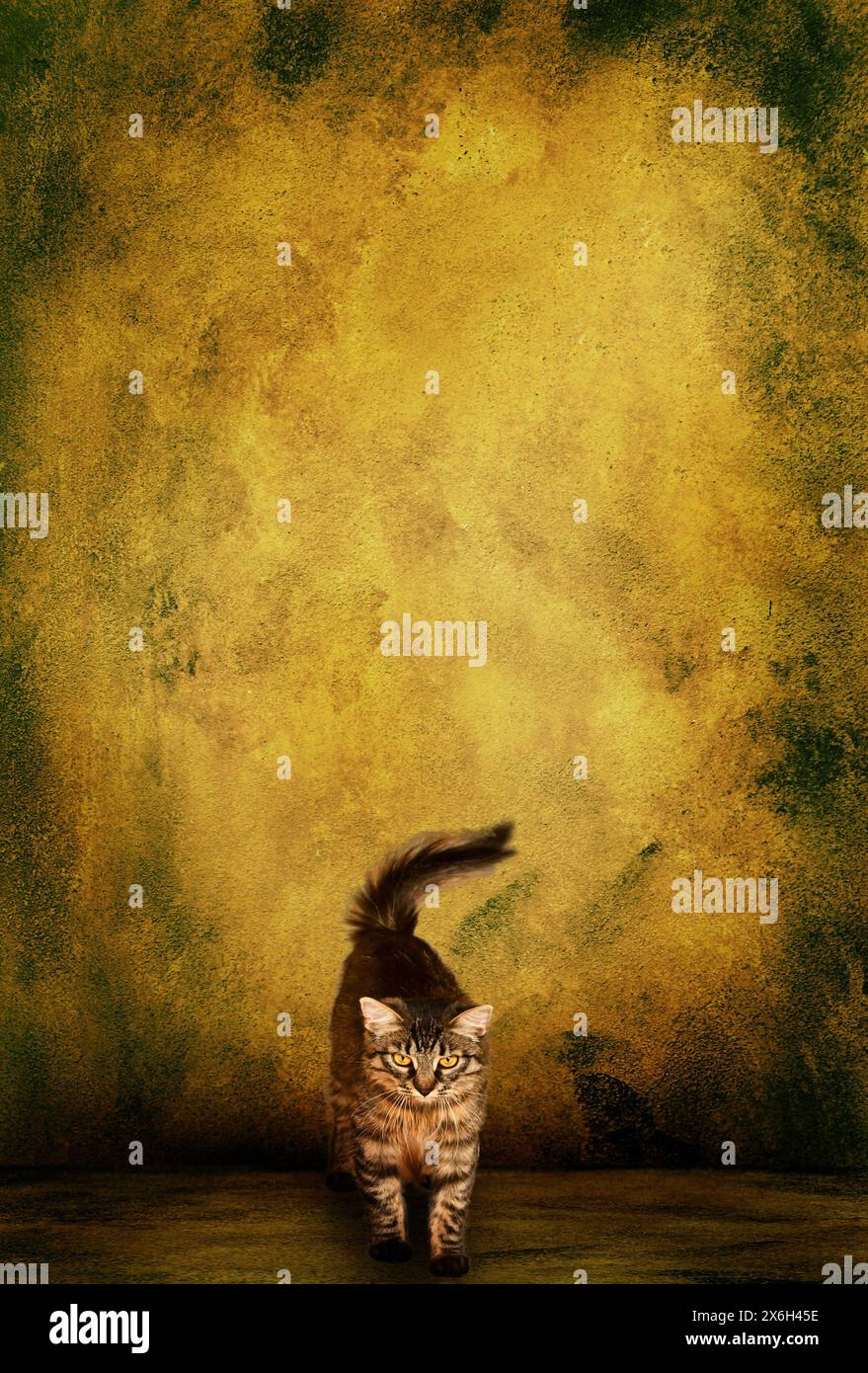 domestic cat in an empty room Stock Photo - Alamy