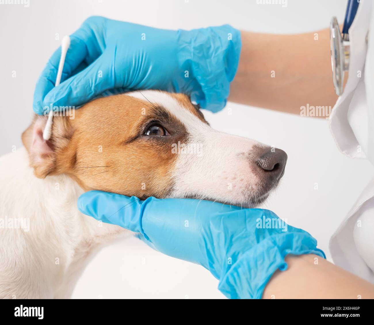 Vet cleans ears with a cotton swab to dog jack russell terrier on a ...
