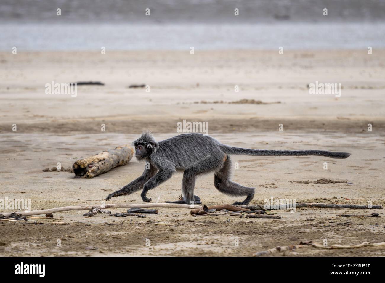 Silvered Leaf Monkey - Trachypithecus cristatus, beautiful primate with ...