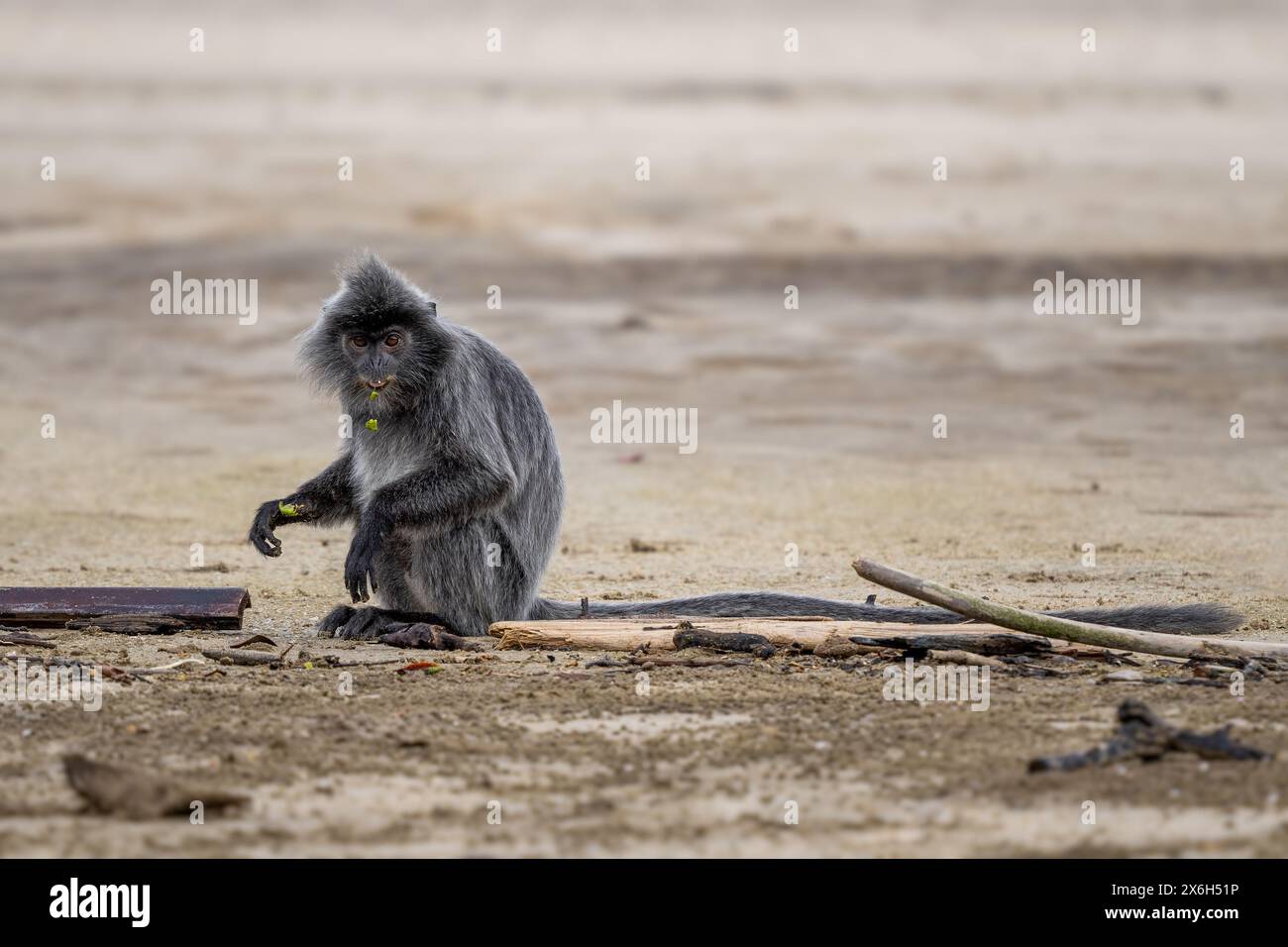 Silver leaf monkey indonesia hi-res stock photography and images - Alamy