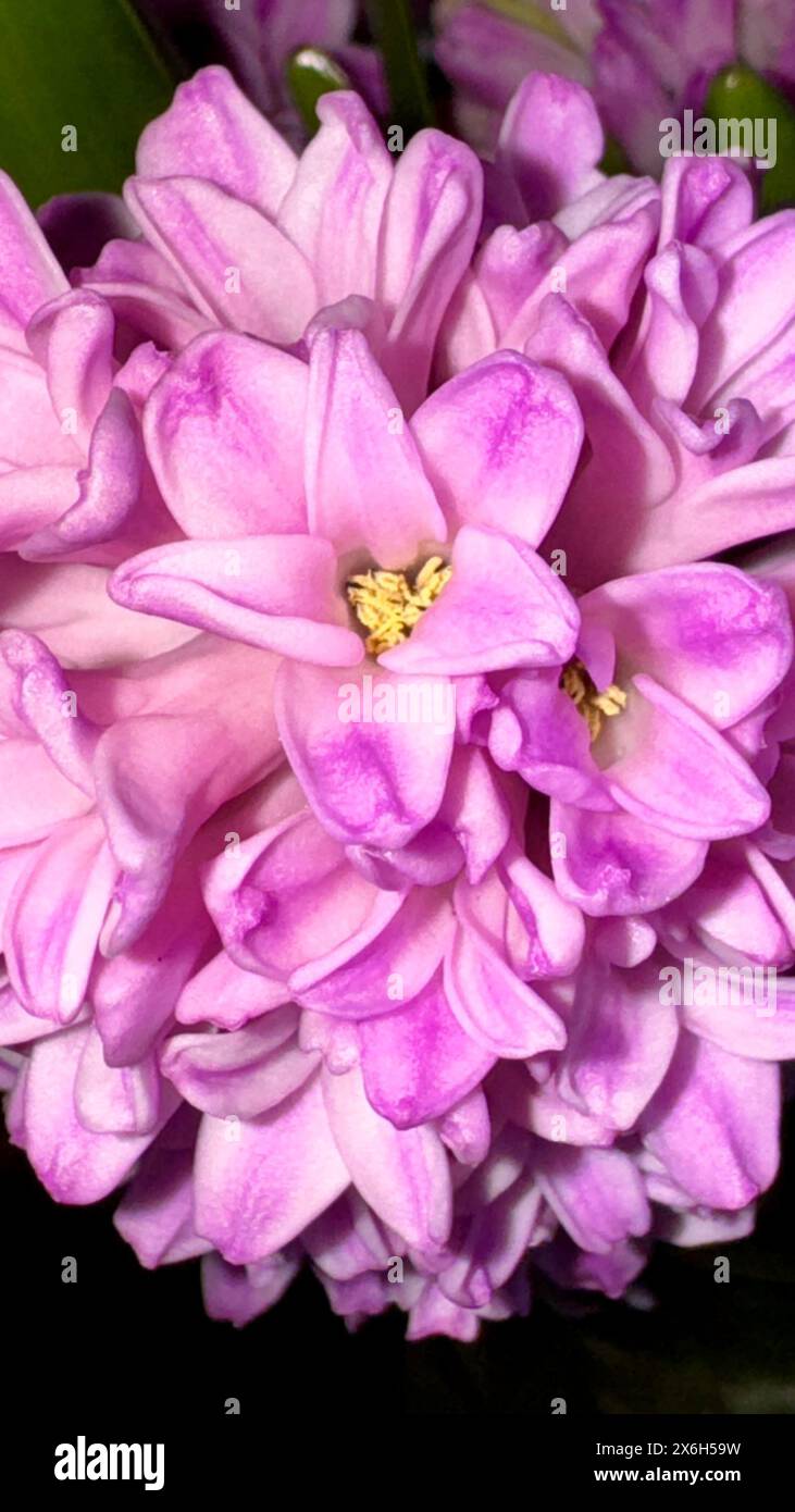 Beautiful spring flowers hyacinths hi-res stock photography and images - Alamy