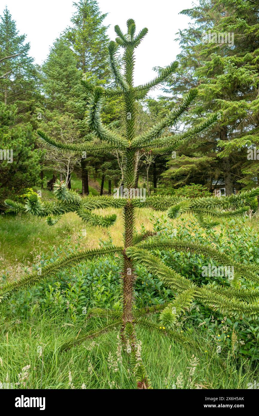 Young evergreen Araucaria tree, Faroe Islands Stock Photo - Alamy