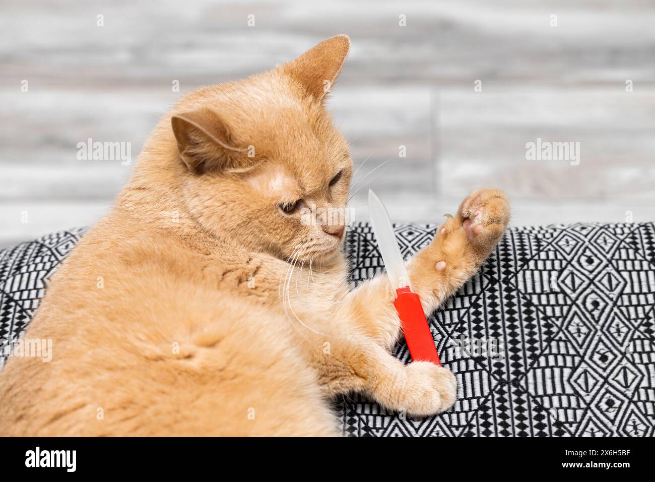 cat holding a nail file in his paws. the cat sharpens his nails. the ...